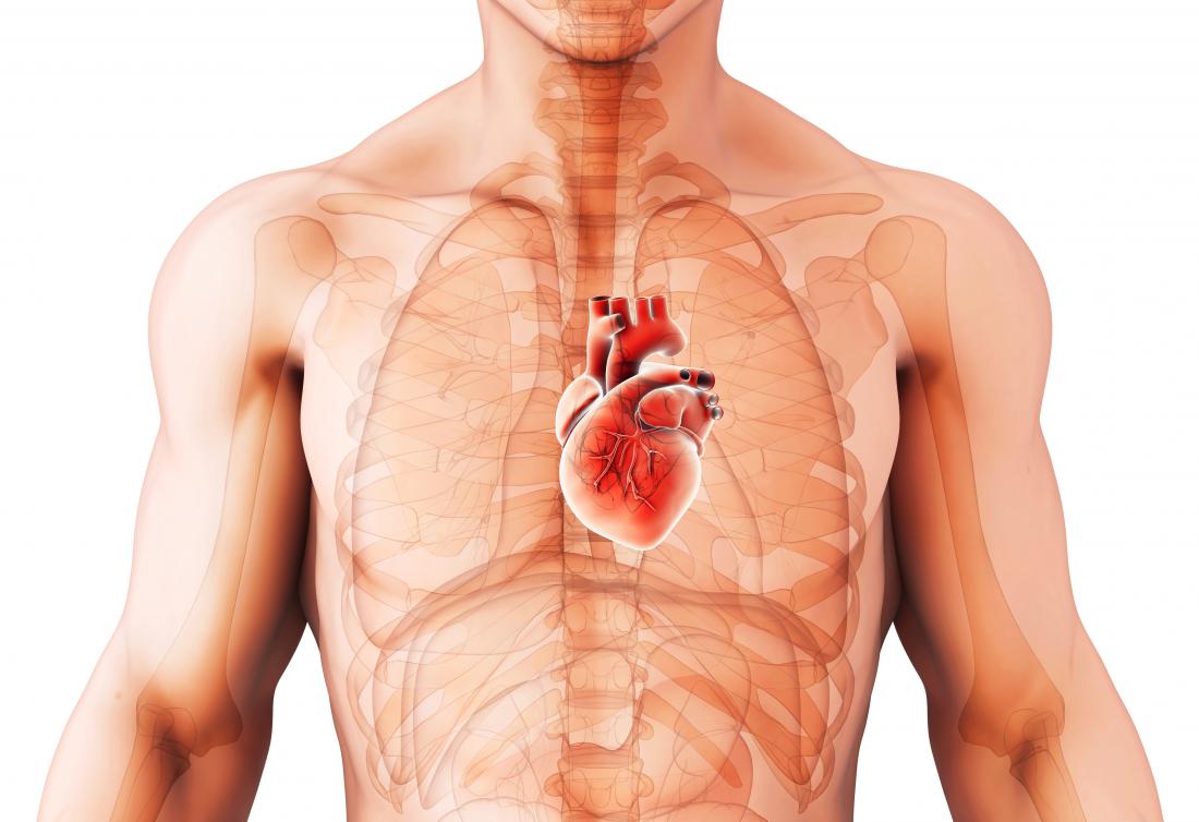 Cappotto Calca Trasformatore Heart Placement In Body Succulento Che Cappotto Calca Trasformatore Heart Placement In Body Succulento Che
