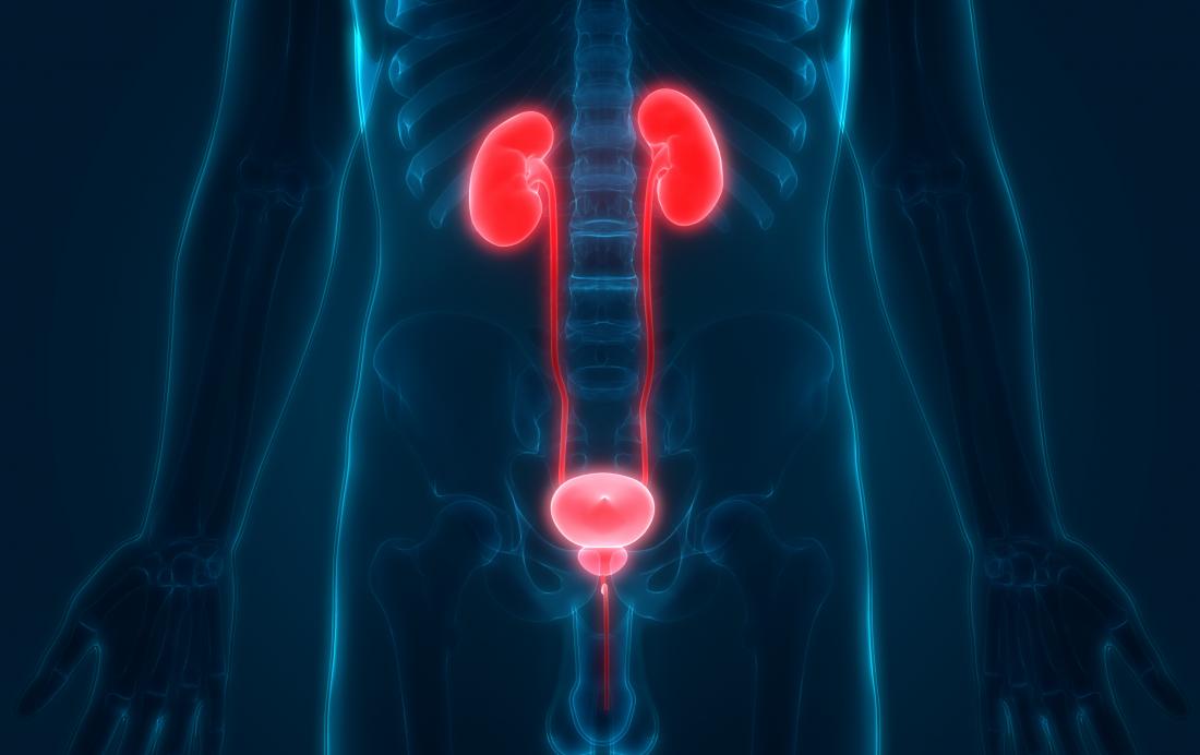 Nitrites In Urine Causes And Tests Nitrites In Urine Causes And Tests