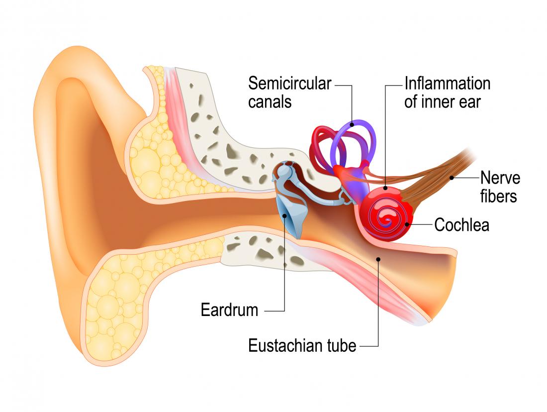 Labyrinthitis Causes Symptoms Treatment And Recovery