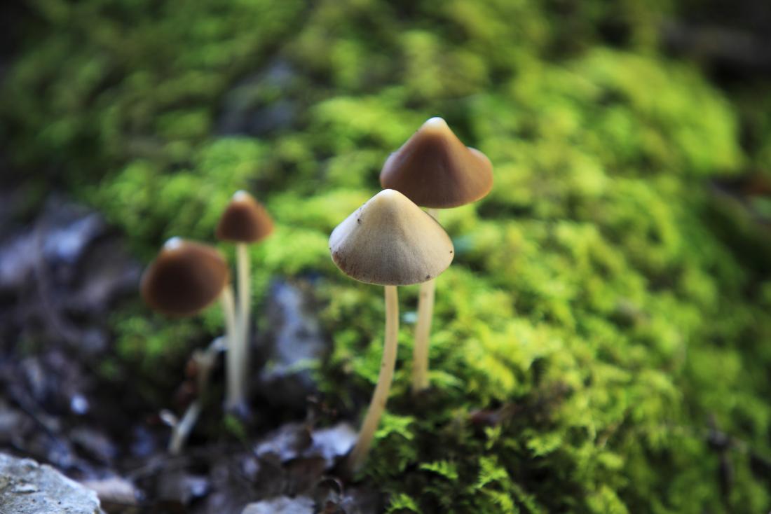 About Microdosing Psilocybin Mushrooms About Microdosing Psilocybin Mushrooms