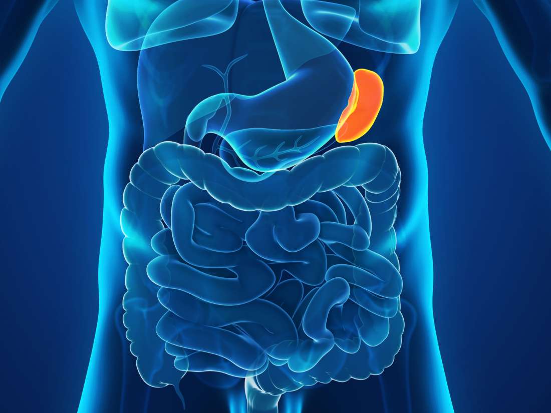 The Spleen Anatomy Function And Disease The Spleen Anatomy Function And Disease