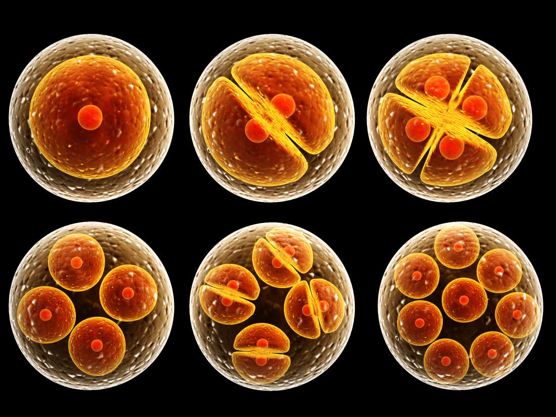 The Cell Types Functions And Organelles