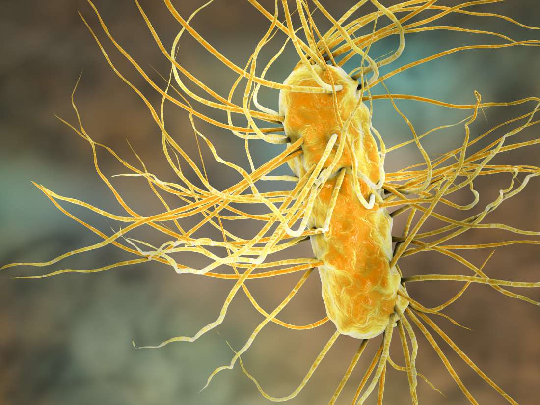 White Worms In Human Stool