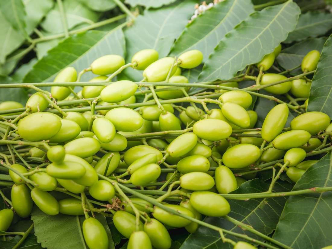 Neem Benefits Risks And How To Use