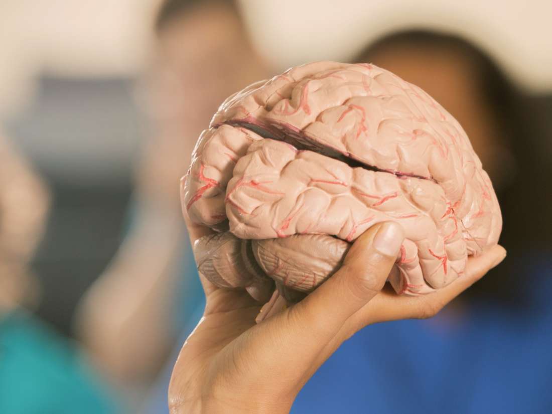 What Are The 12 Cranial Nerves Functions And Diagram